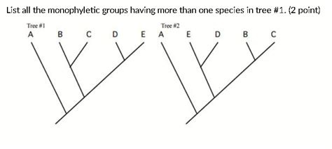 Solved List All The Monophyletic Groups Having More Than One