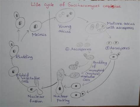 Life Cycle Of Yeast Wizedu