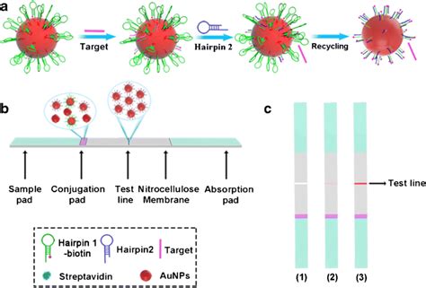 Schematic Presentation Of Microrna 21 Detection Using On Particle Cha