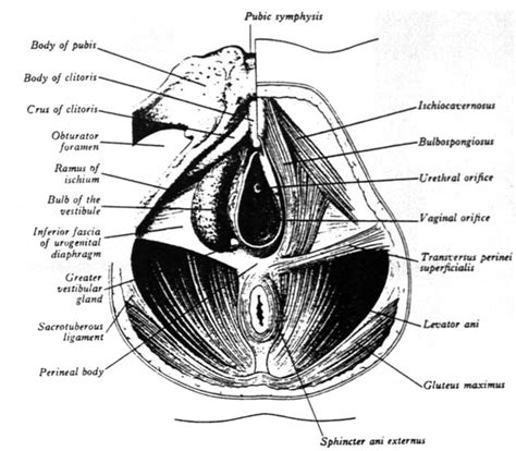 Diagram Shows View Of Female Perineal Anatomy Typical Of Standard