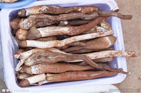 鸡枞摄影图 蔬菜 生物世界 摄影图库 昵图网