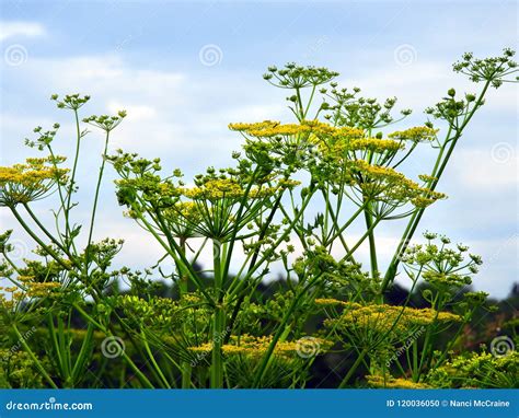 Cow Parsnip Or The Toxic Hogweed In Summer Sunny Day Heracleum Cow Bream Stock Photography