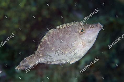 Seagrass Filefish Acreichthys Tomentosus Adult Swimming Editorial Stock
