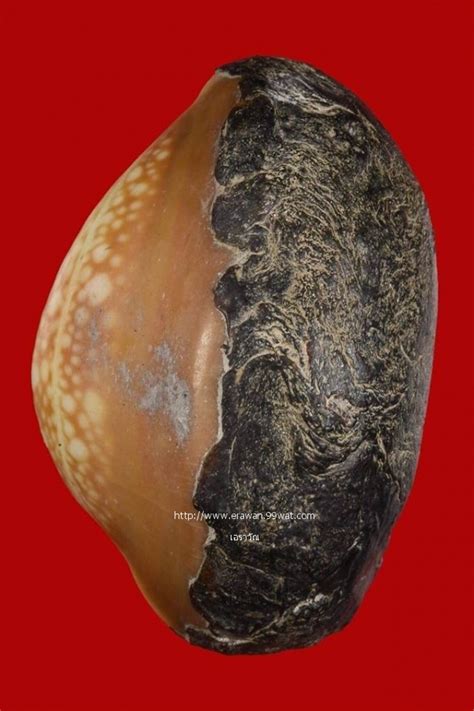 เบี้ยแก้ หลวงพ่อภักตร์ วัดโบสถ์ สุดยอดเบี้ยแก้อันดับ 1 ของเมืองอ่างทอง เอราวัณ