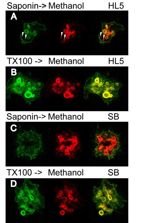 Assessing Permeabilization By Detergents In Dictyostelium Cells A In Download Scientific