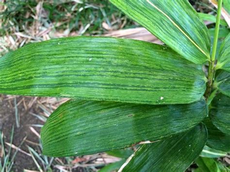 Bamboo Mosaic Pathogen Bamboo Mosaic Virus Read Ctah Flickr