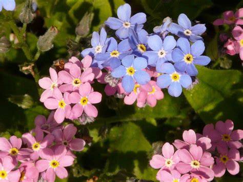 ดอกฟอร์เก็ตมีน็อต รูปภาพดอกไม้สวยๆ