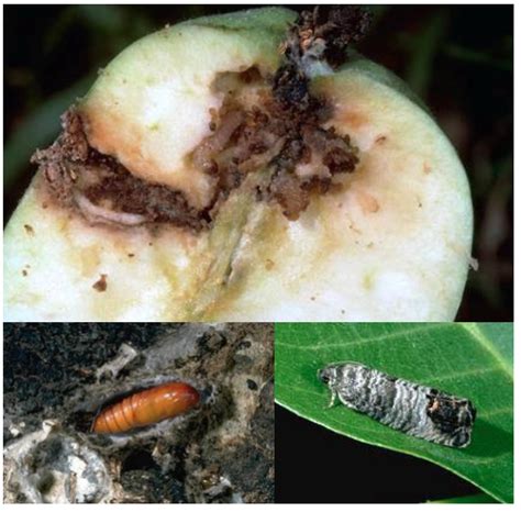 Codling Moth The Daily Garden