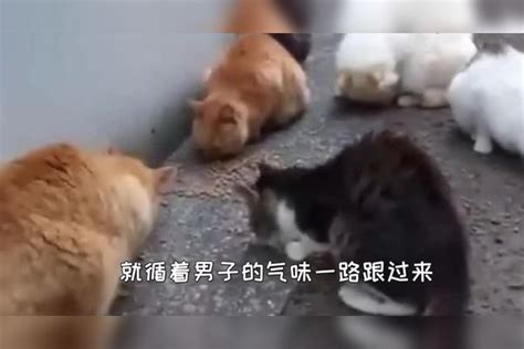 流浪猫天天被投喂，最后居然可以找到家中，好心人哭笑不得！好心人
