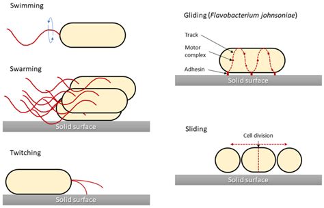 Motility Biology Simple