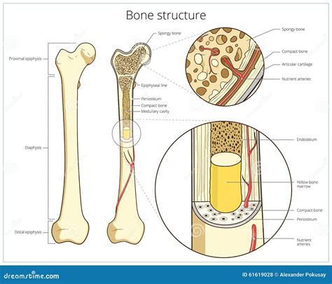 Vecteur éducatif Médical De Structure D Os Illustration De Vecteur