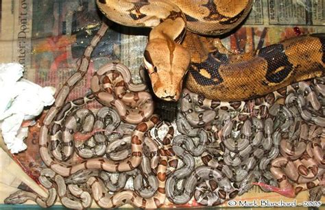 Mother Boa Constrictor With Her Babies She Just Gave Live Birth To
