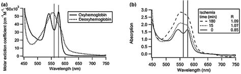 A Absorption Spectra Of Oxyhemoglobin And Deoxyhemoglobin B Average