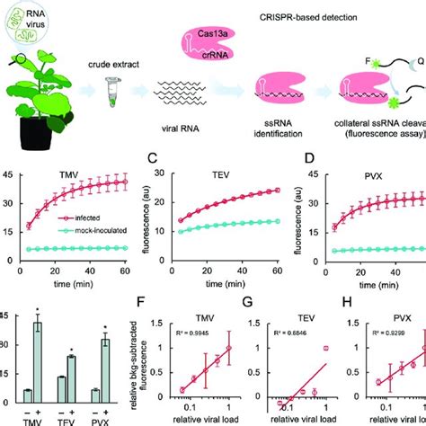 Field Deployable Plant Virus Detection With Crispr Cas12a A