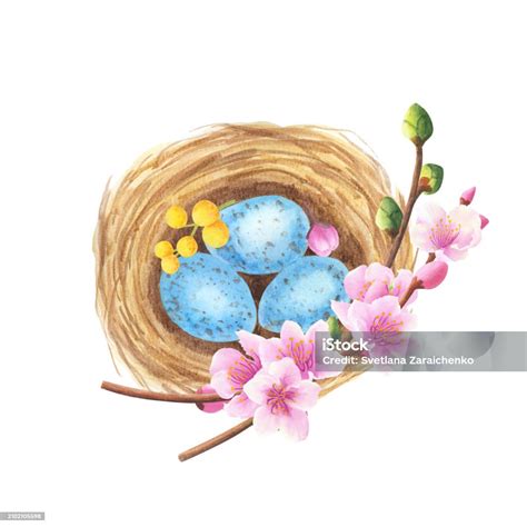 파란 알을 가진 새의 둥지 흰색 배경에 고립된 사쿠라와 미모사 꽃이 있는 가지 손으로 그린 수채화 그림입니다 디자인 카드 초대장 축하 포장 인쇄 광고 0명에 대한 스톡 벡터