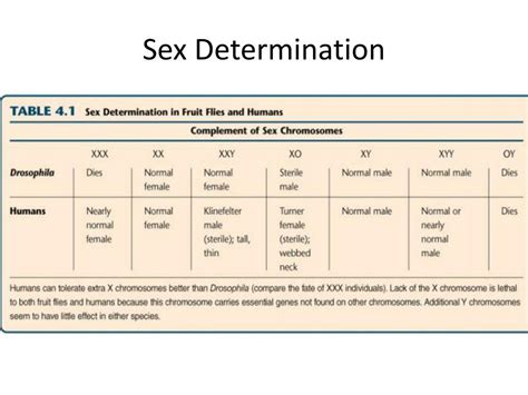 PPT Chromosome Theory PowerPoint Presentation Free Download ID