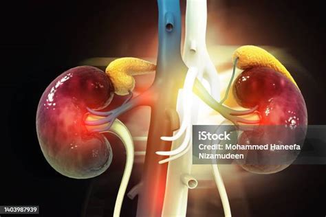 인간의 신장 해부학을 보여주는 다이어그램 3d 일러스트레이션 미주신경에 대한 스톡 사진 및 기타 이미지 미주신경 인간 신경계 다이어그램 Istock