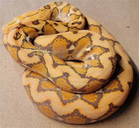 2023 Male Orange Glow Pos Citron Reticulated Python By Am Retics
