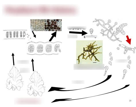 Porphyra Alternation Of Heteromorphic Generations Diagram Quizlet
