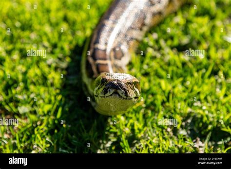 A Python Moving Slithering Along A Grass Ground At The Lawnwood Snake
