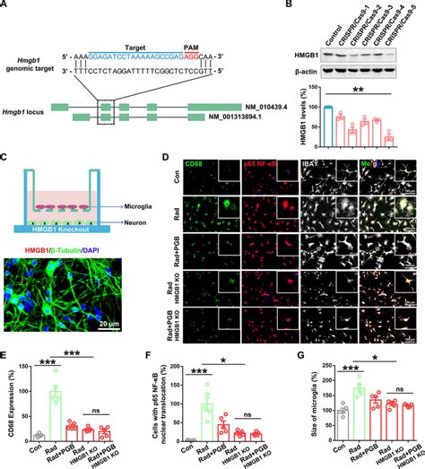 Pregabalin Mitigated Nf κb Mediated Microglial Inflammatory Response By Download Scientific