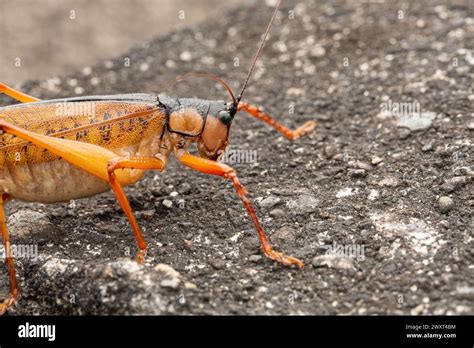 A Vivid Orange Grasshopper Explores An Asphalt Path Symbolizing