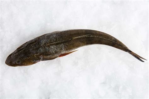 Buy Large Flathead Fish Online Manettas Seafood Market