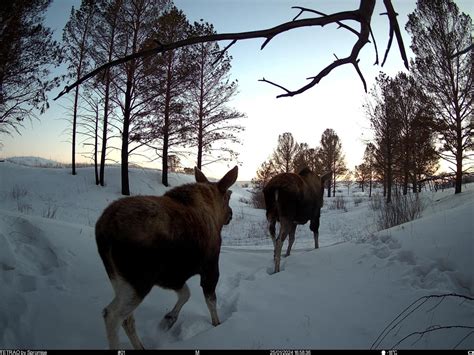 ФОТО Нөмрөгийн ДЦГ ын автомат камерт бичигдсэн монгол орны нэн ховор амьтадын зургийг цувралаар