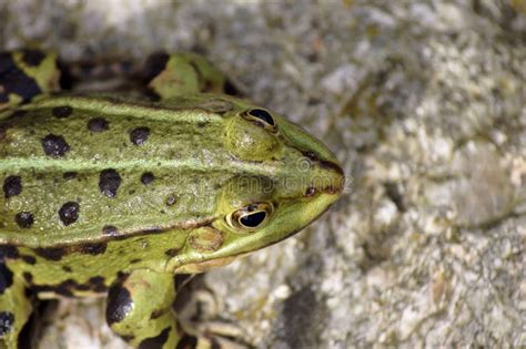 Close Up Of A Tree Frog Stock Photo Image Of Nature 40178686