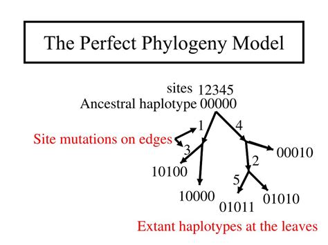 Ppt Combinatorial Approaches To Haplotype Inference Powerpoint