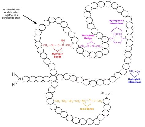 Simple Tertiary Structure Of Protein