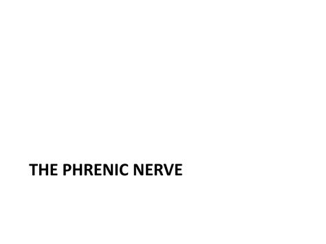 The Cervical Plexus Ppt