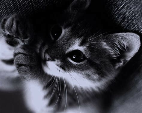 Обои на планшет с котиками 56 фото Кошки Кот Обои