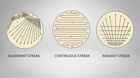 What Is The Function Of Streak Plate Method At Sienna Kraegen Blog