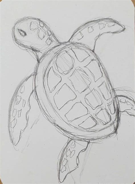 How To Draw A Turtle Step By Step Turtle Drawing Turtle Sketch Sea