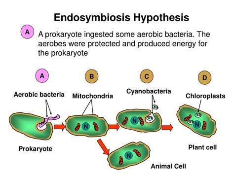Ppt Eukaryotic Evolution And Diversity Powerpoint Presentation Free