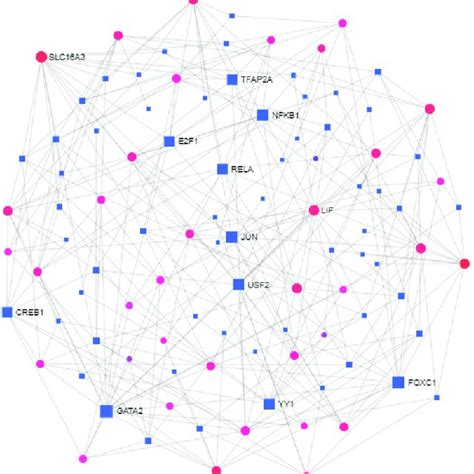 Differentially Expressed Genes Transcription Factors Interaction