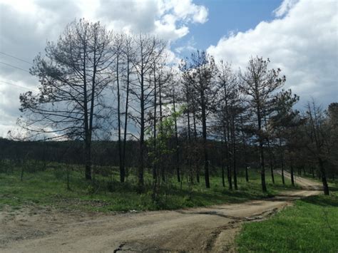 Две затворски казни од пет години и парична од 300 000 денари за фирма за предизвикан пожар над