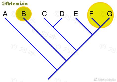 科学网— 转载 单系、并系、多系的概念 石晓燕的博文