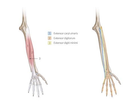 Extensor Digitorum Forearm