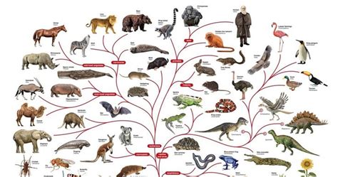 Please Find More Details About Charles Darwin The Scientist Behind