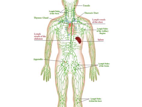 Lymphatic System Appendix Lymphatic System Anatomy Unveiling The Bodys Defense Network