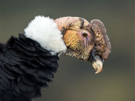 Andean Condor Wallpapers Wallpaper Cave