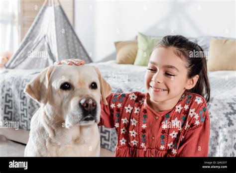 Happy Preteen Girl Stroking Head Of Labrador At Home Stock Photo Alamy