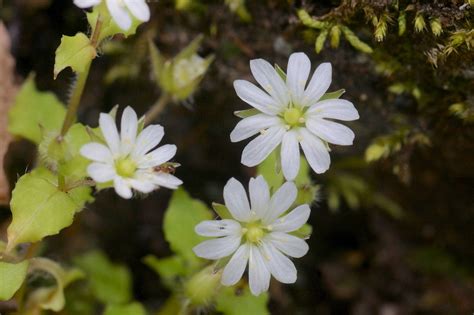 ミヤマハコベ Stellaria sessiliflora 10弁のように見えるが大きく二股に切れ込んだ花弁は基部 Flickr