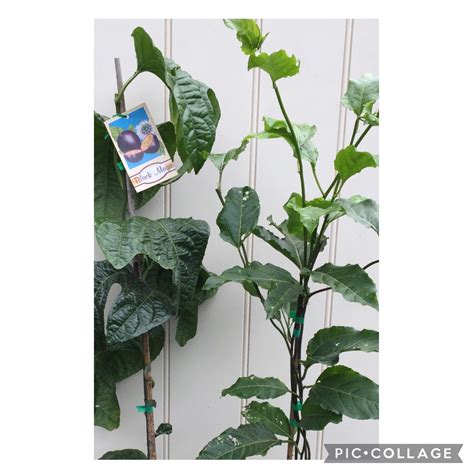 Passionfruit Copy Bravo Nursery