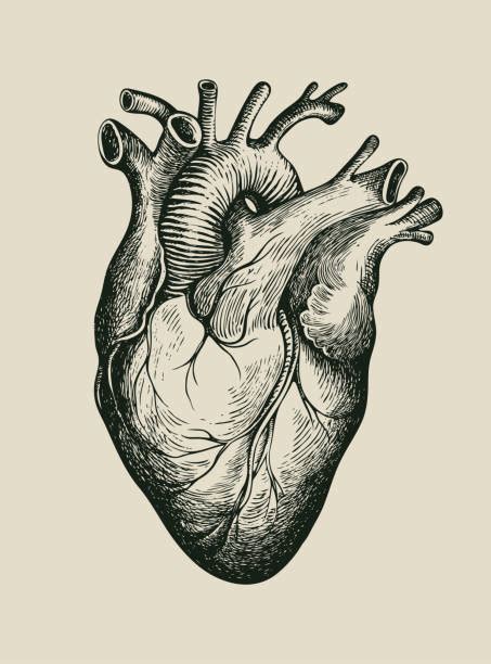 Anatomically Correct Human Heart Diagram