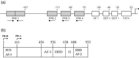 Figure 1 From Thermodynamic Dissection Of Progesterone Receptor