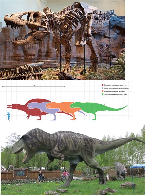 Giganotosaurus Vs Megalodon