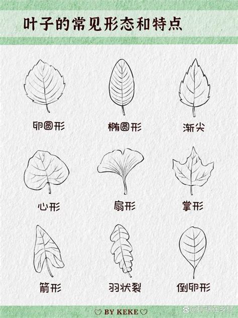 叶子的一生变化简笔画（高清11张） 简笔画图片大全